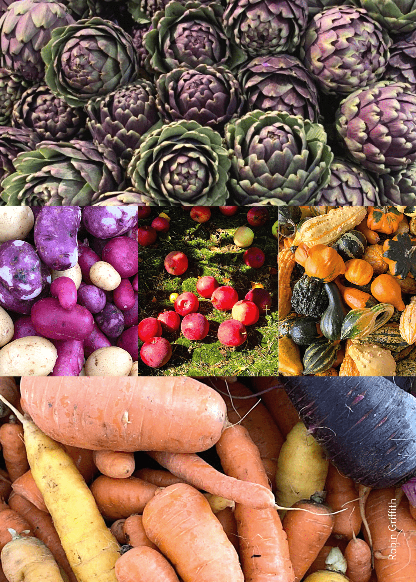 Northampton Survival Center | 2024 Gratitude Postcard Series | Northampton Survival Center